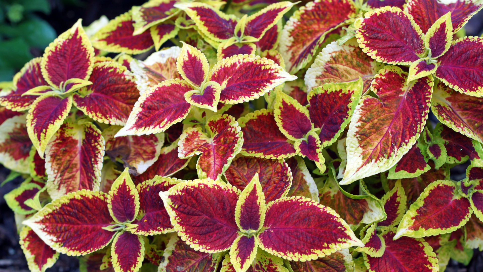 Coleus (Coleus scutellarioides) - História da Planta