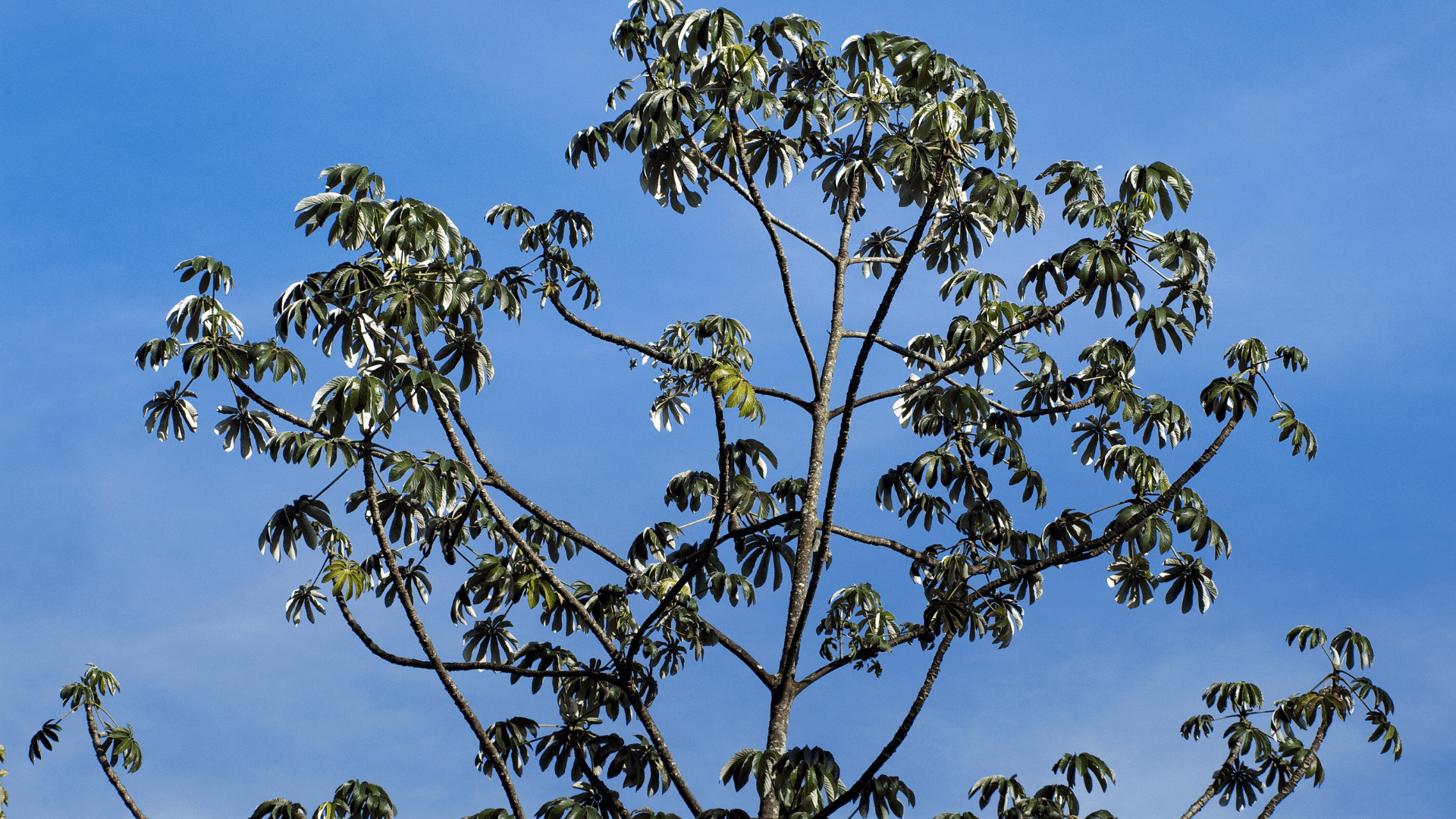 Embaúba (Cecropia spp.) - História da Planta