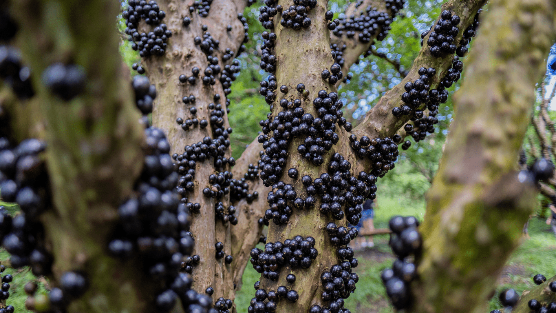 Jabuticaba (Plinia cauliflora) - História da Planta