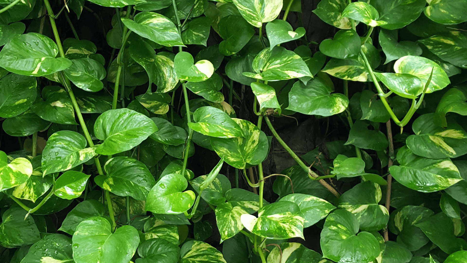 Jiboia (Epipremnum aureum) - História da Planta