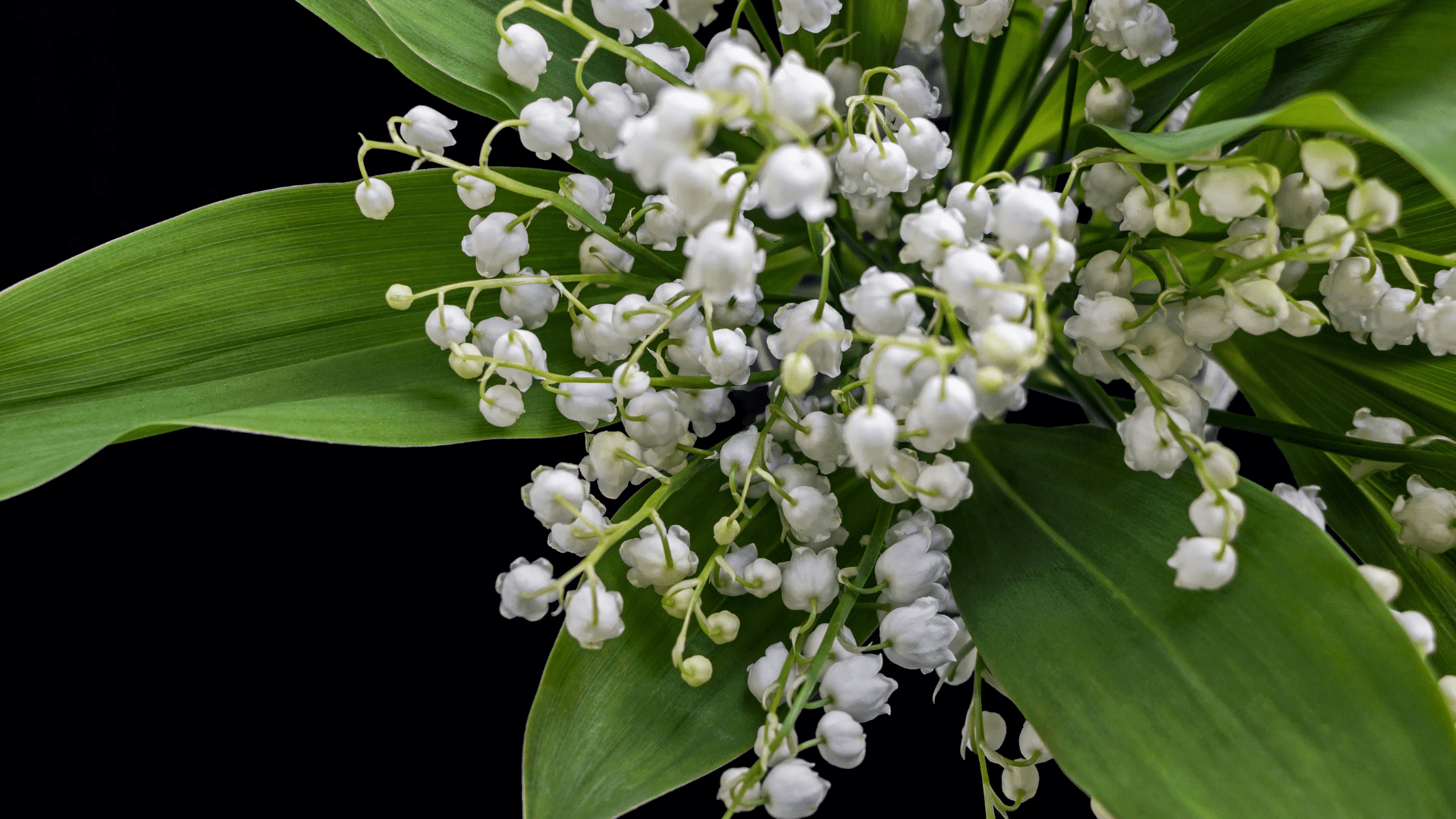 Lírio do Vale (Convallaria majalis) - História da Planta