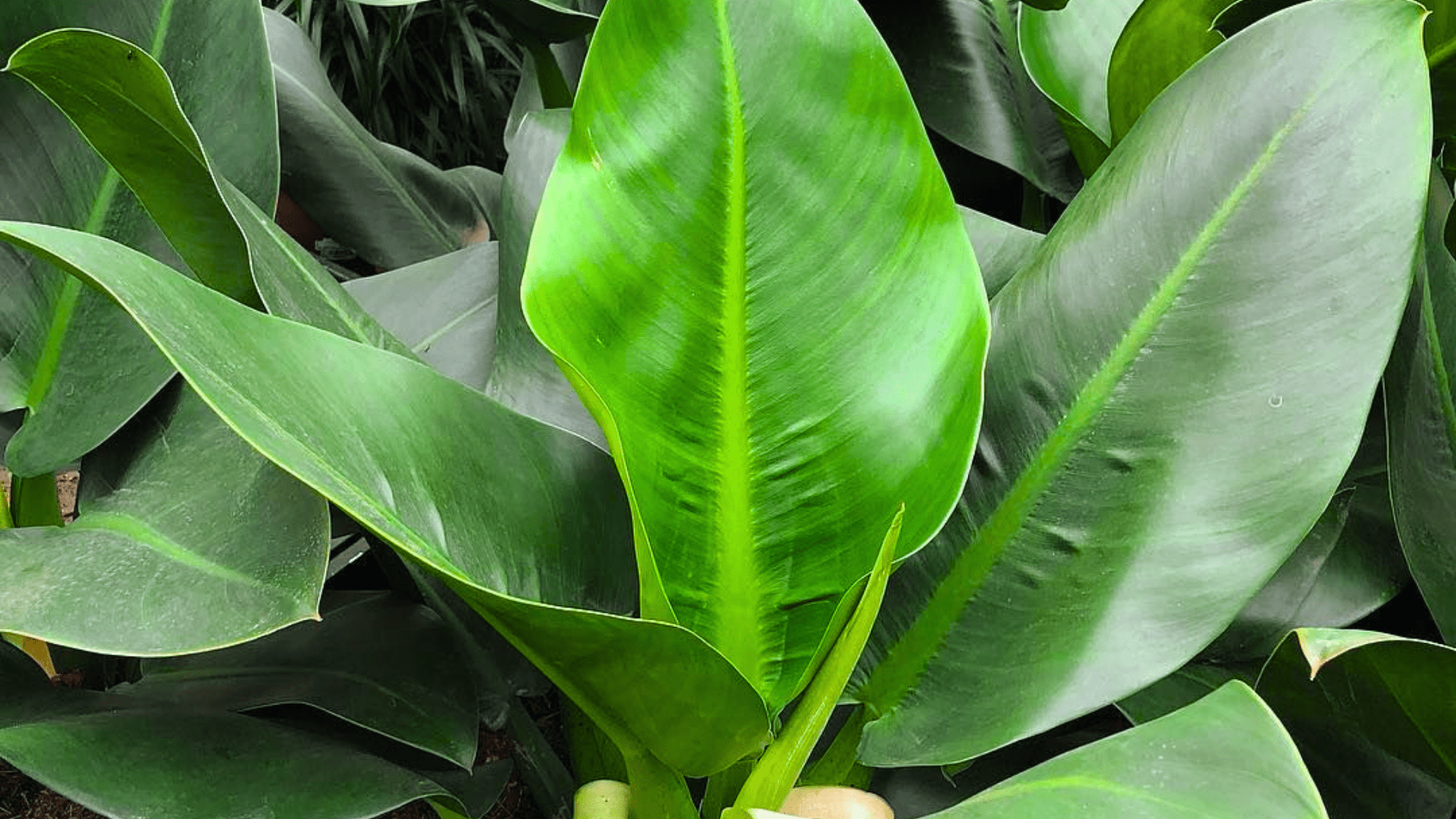 Pacová (Philodendron martianum) - História da Planta