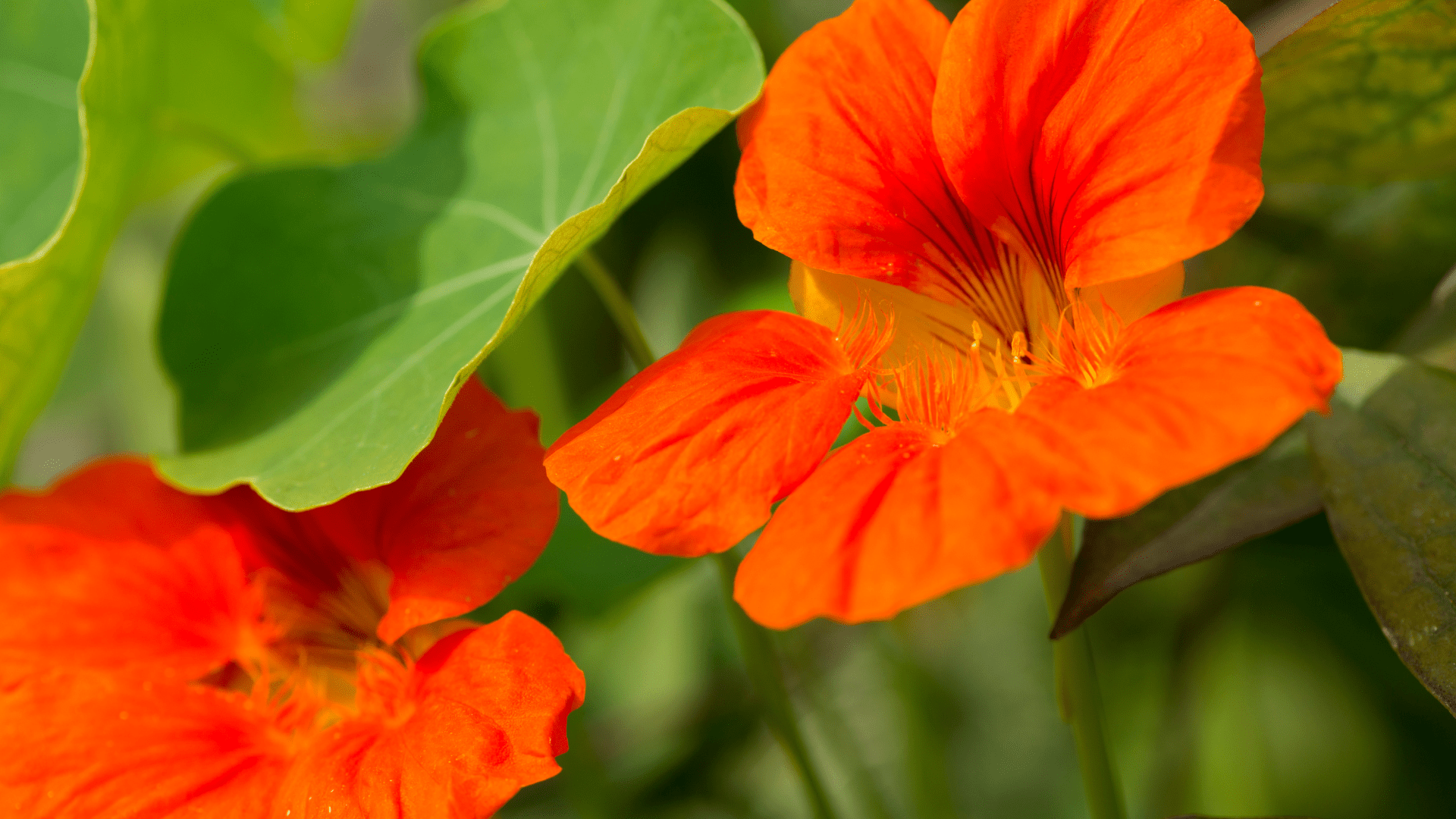 Capuchinha (Tropaeolum majus) - História da Planta